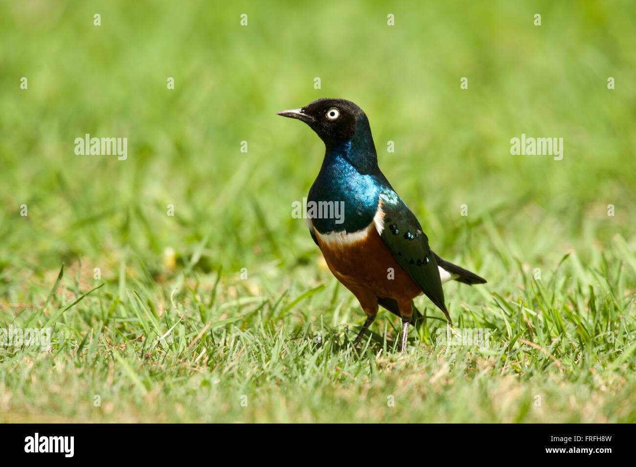 Superb starling hi-res stock photography and images - Alamy