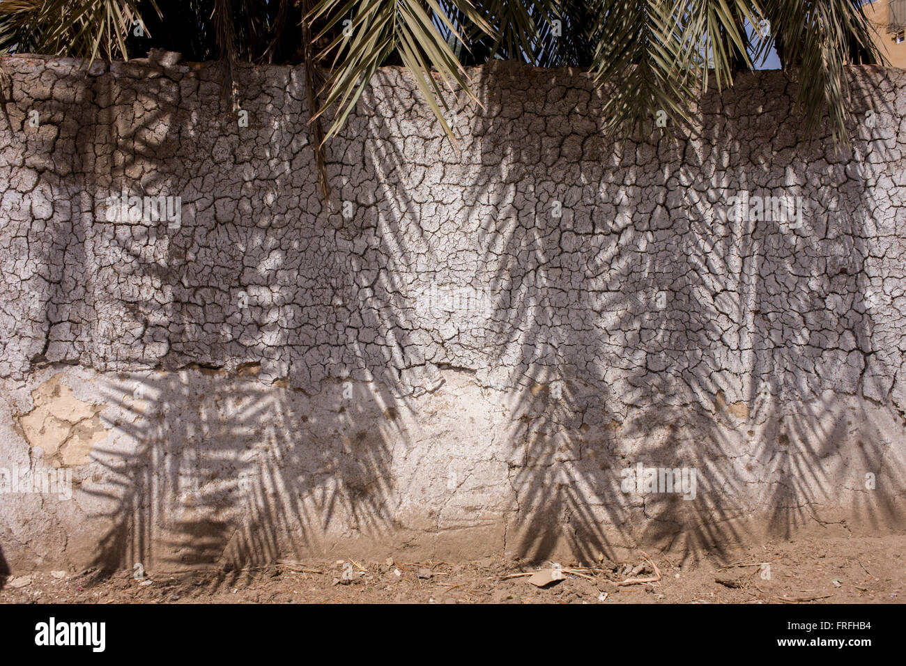 Mid-day shadows of date palm tree branches seen on the white plaster of ...