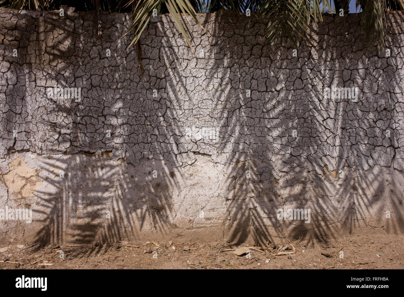 Mid-day shadows of date palm tree branches seen on the white plaster of ...