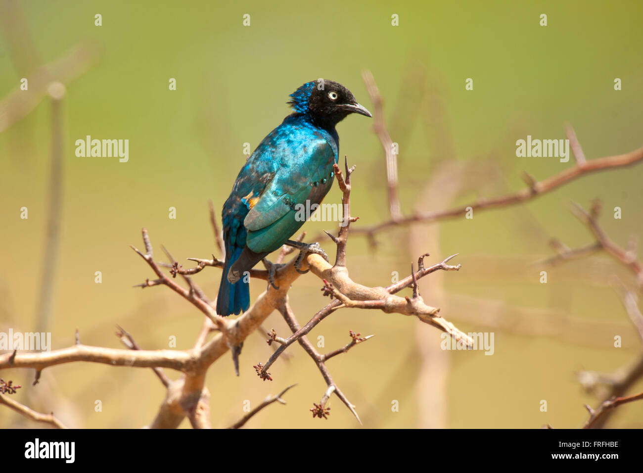Superb starling hi-res stock photography and images - Alamy