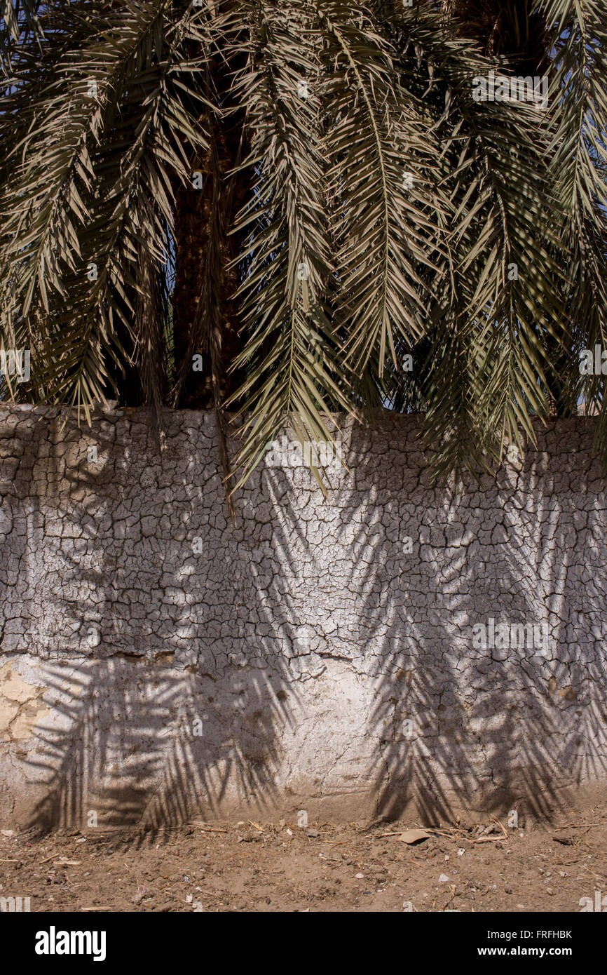 Mid-day shadows of date palm tree branches seen on the white plaster of ...