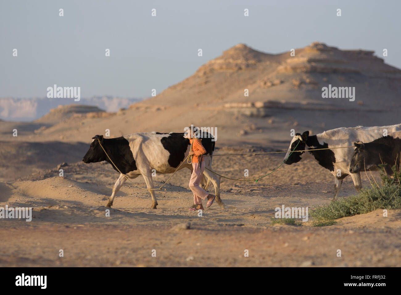 A local girl herds cows through a desert landscape in Dakhla Oasis in ...