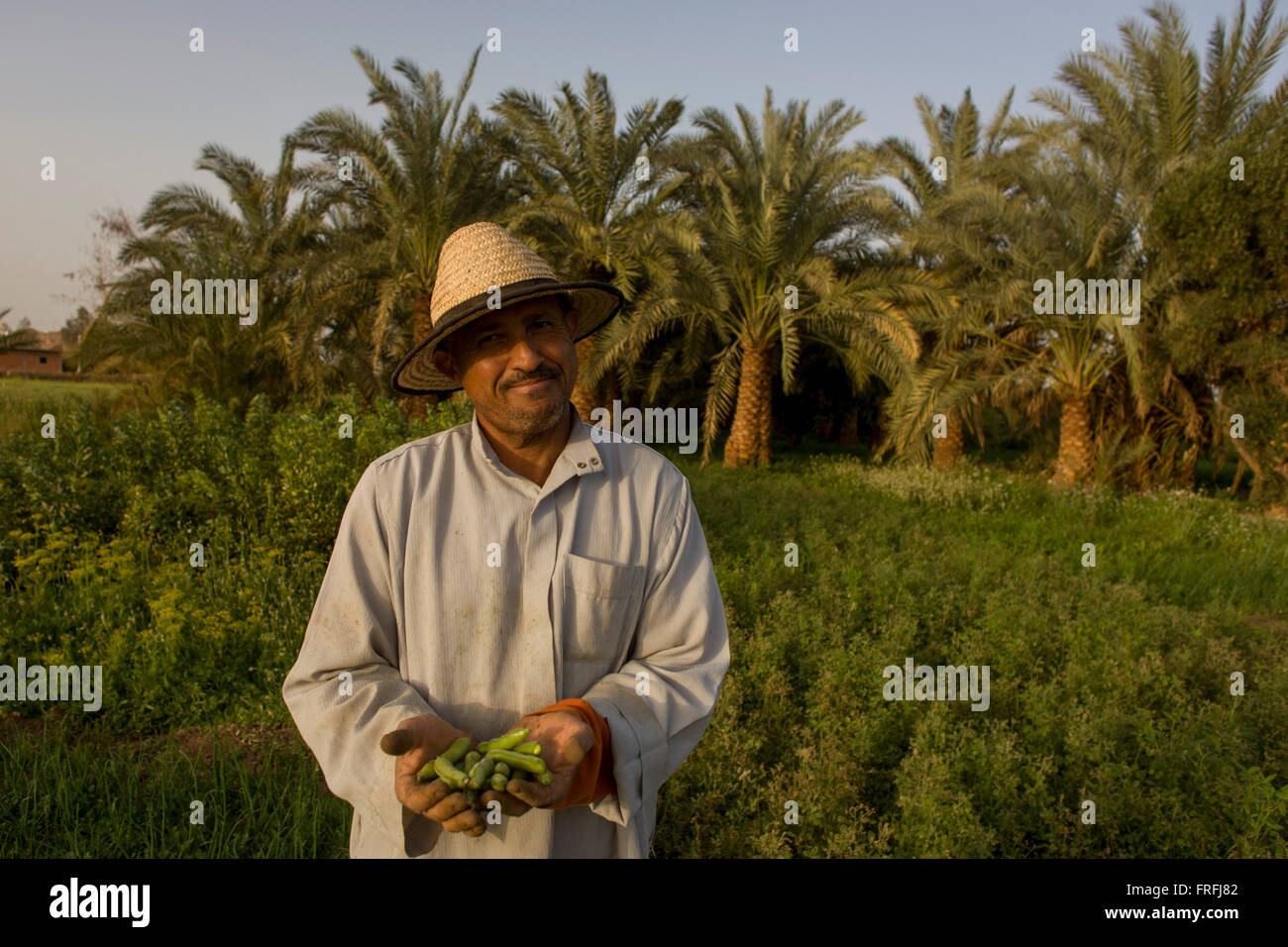 Egyptian farmer hi-res stock photography and images - Alamy