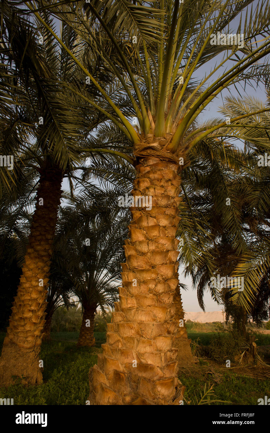 Date palms growing in fertile fields at Bedhal in Dahkla Oasis, Western ...