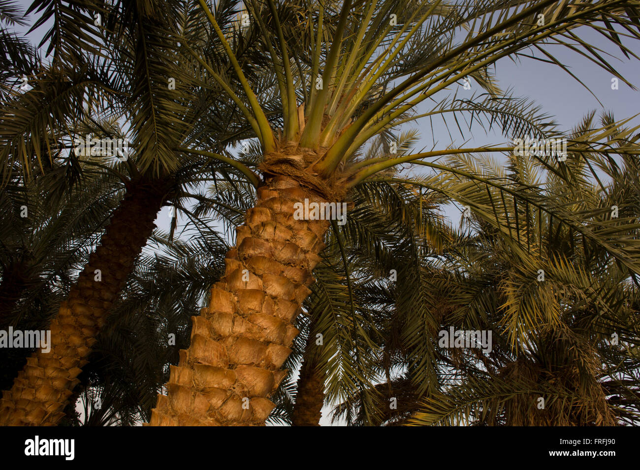 Date palms growing in fertile fields at Bedhal in Dahkla Oasis, Western ...