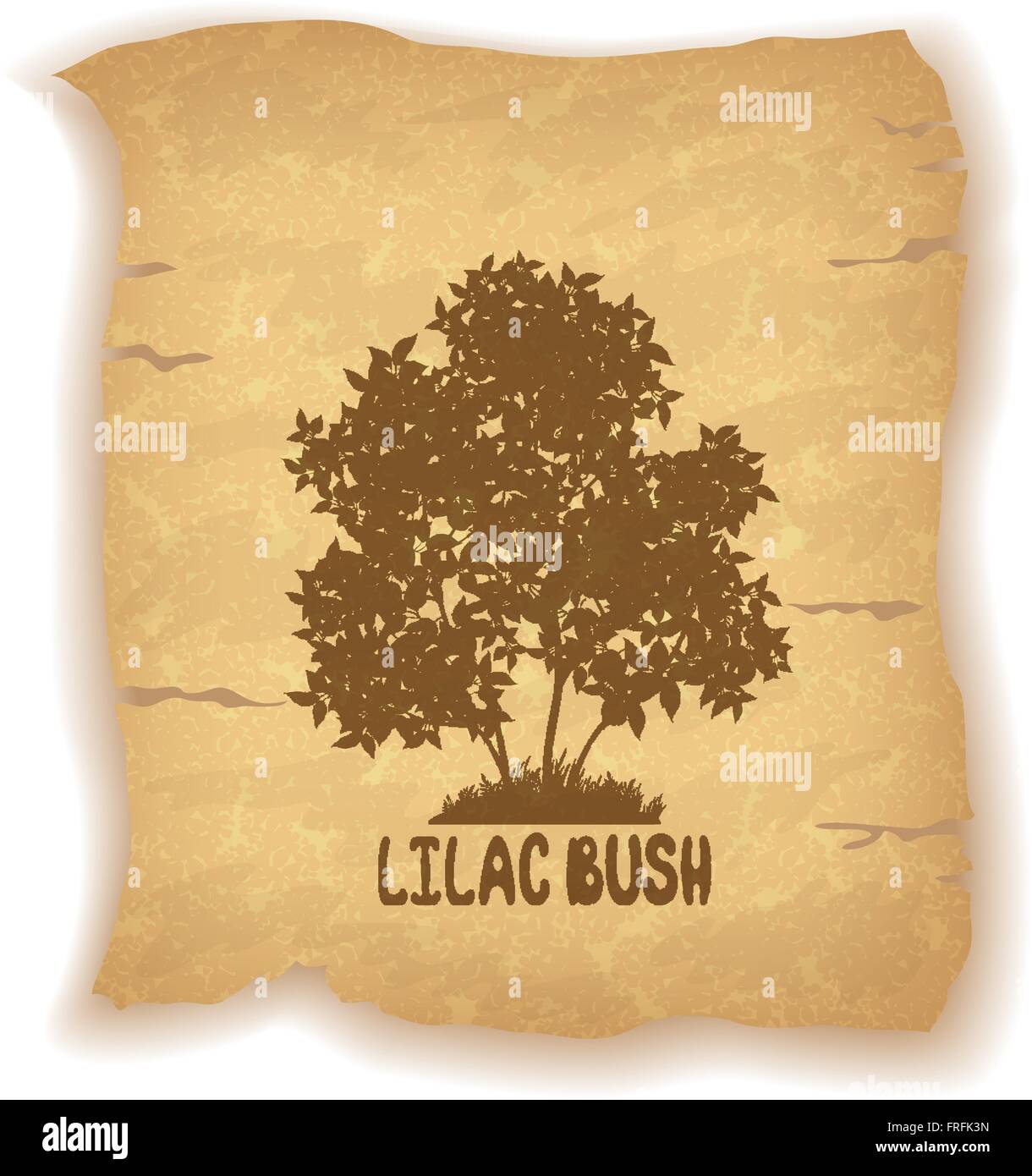 Lilac Bush on Old Paper Stock Vector Image & Art - Alamy