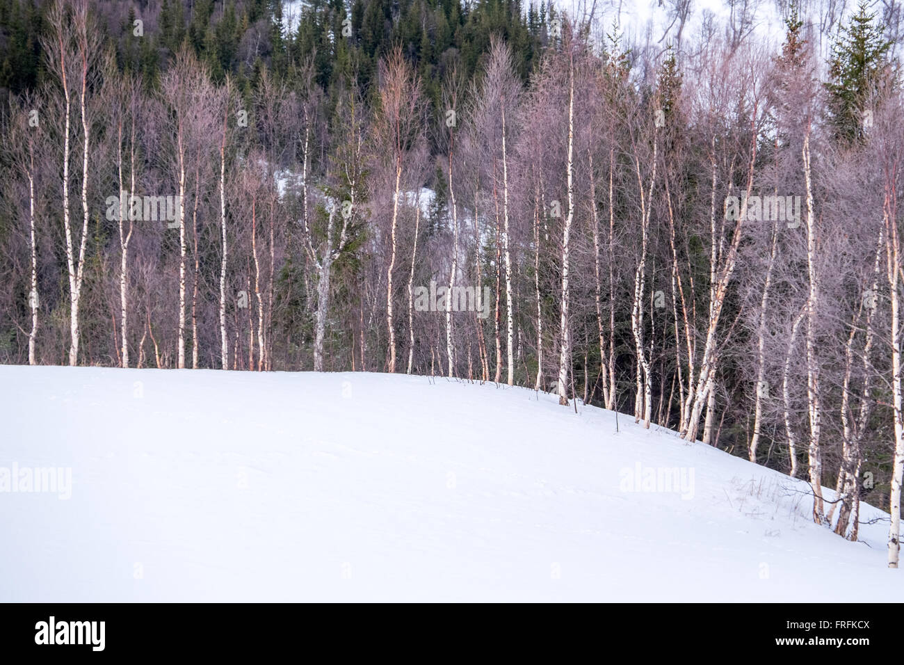 Birch trees snow hi-res stock photography and images - Alamy