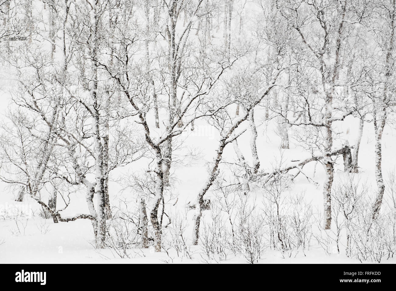 Winter in the birch woods of Northern Norway Stock Photo - Alamy