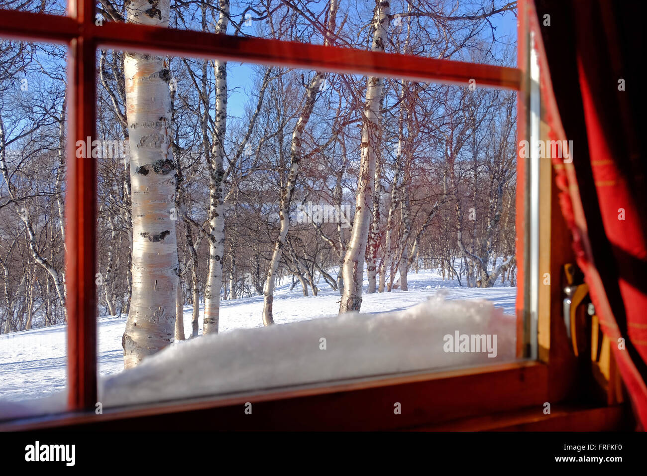 Snowy silver birch trees seen through the window of a cabin in Norway ...