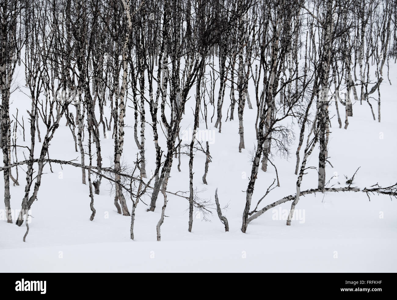 Winter in the birch woods of Northern Norway Stock Photo - Alamy