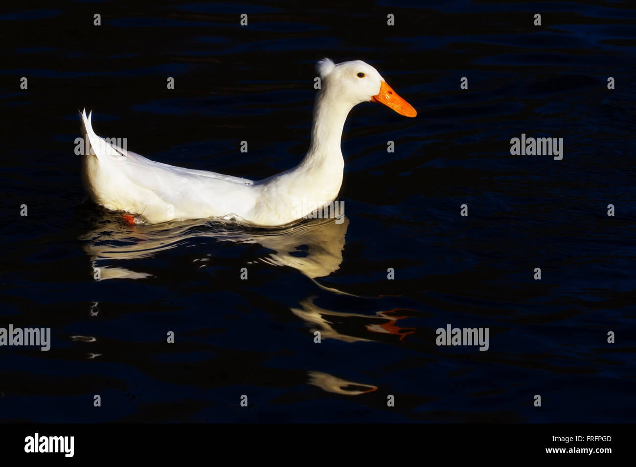 Little white duck with a tufted head and orange beak against a dark ...