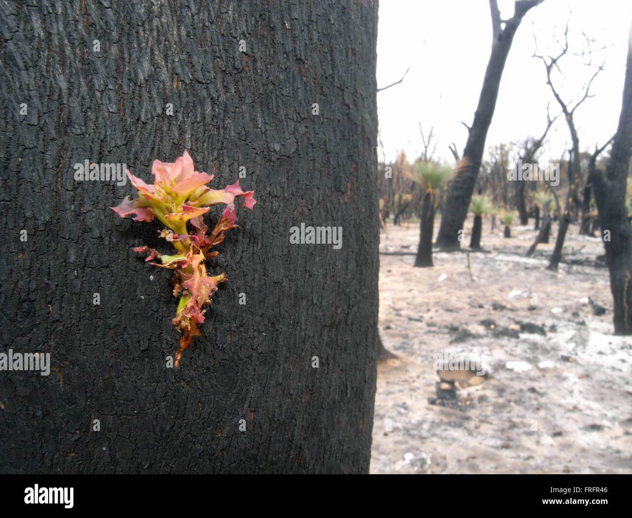 Epicormic sprouting hi-res stock photography and images - Alamy