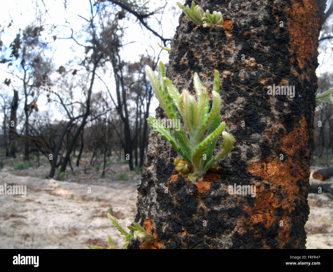 Preston Beach, southwest Western Australia - 22 March 2016 - Tiny new ...