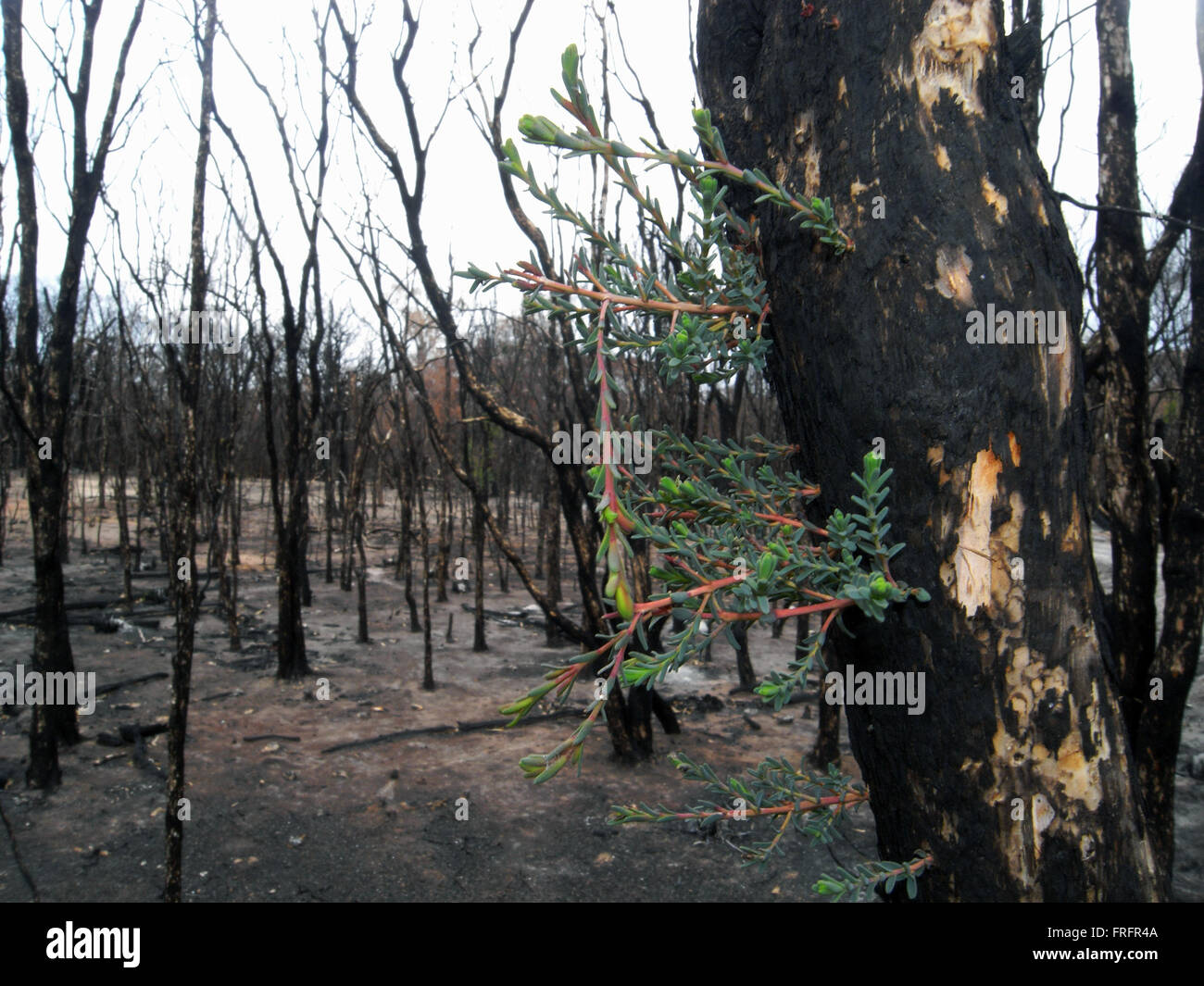 New shoots after fire hi-res stock photography and images - Alamy