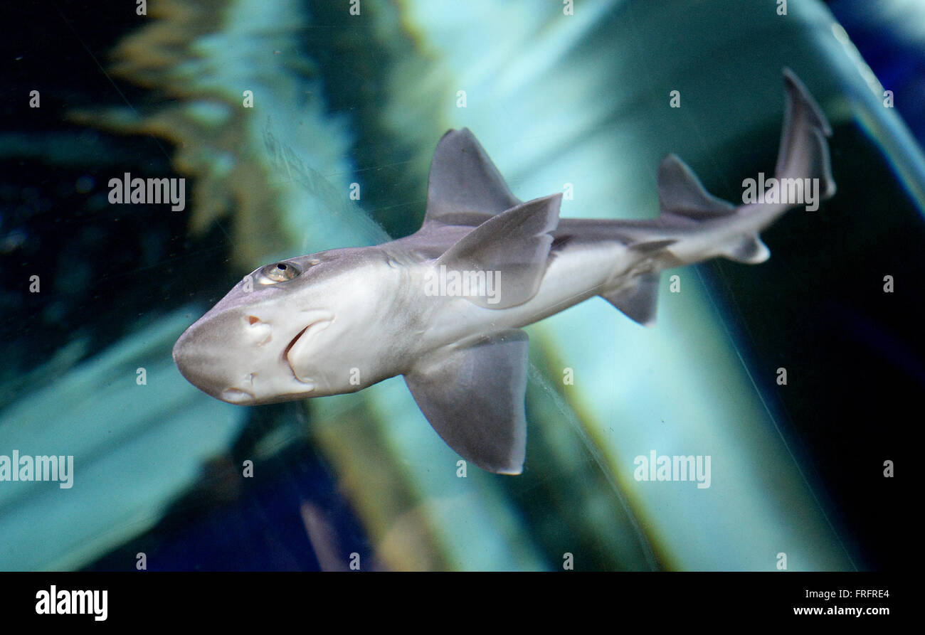 A young houndshark swimming in a large aquarium at the AquaDom and Sea ...