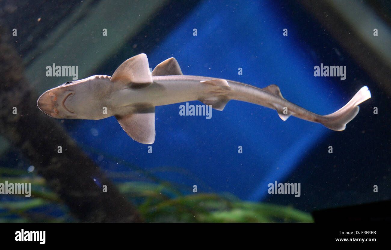 Houndshark hi-res stock photography and images - Alamy