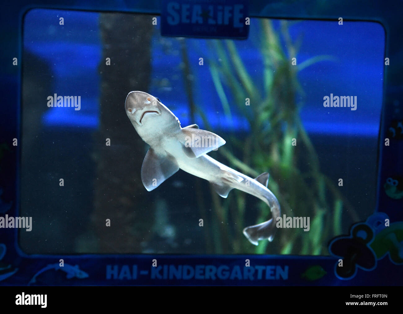 A young houndshark swimming in a large aquarium at the AquaDom and Sea ...