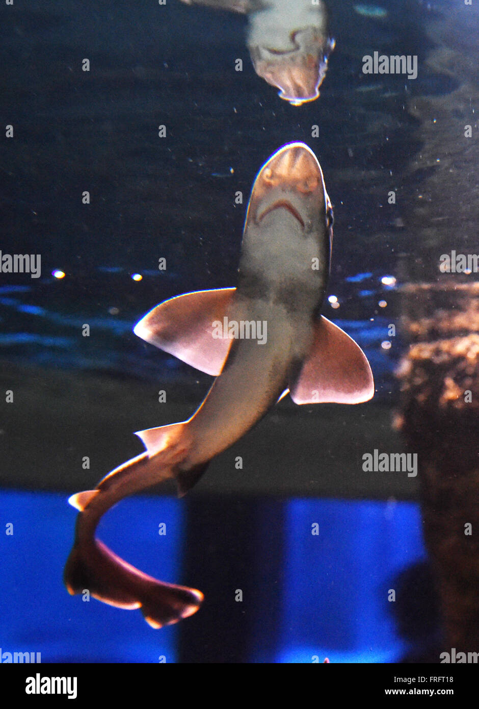A young houndshark swimming in a large aquarium at the AquaDom and Sea ...