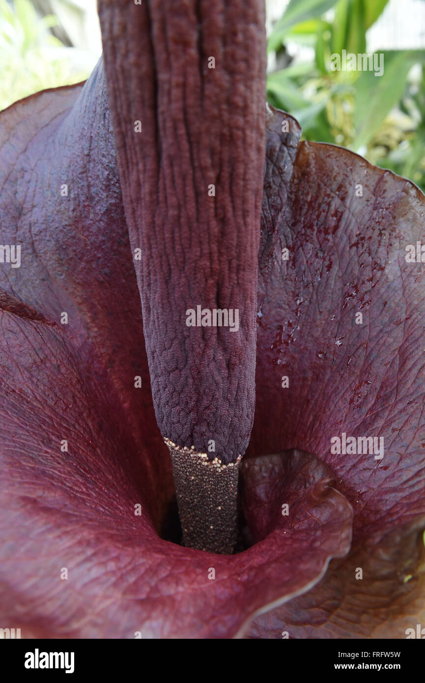 The Amorphophalus rivieri blooms in Flora Olomouc greenhouse, Czech ...