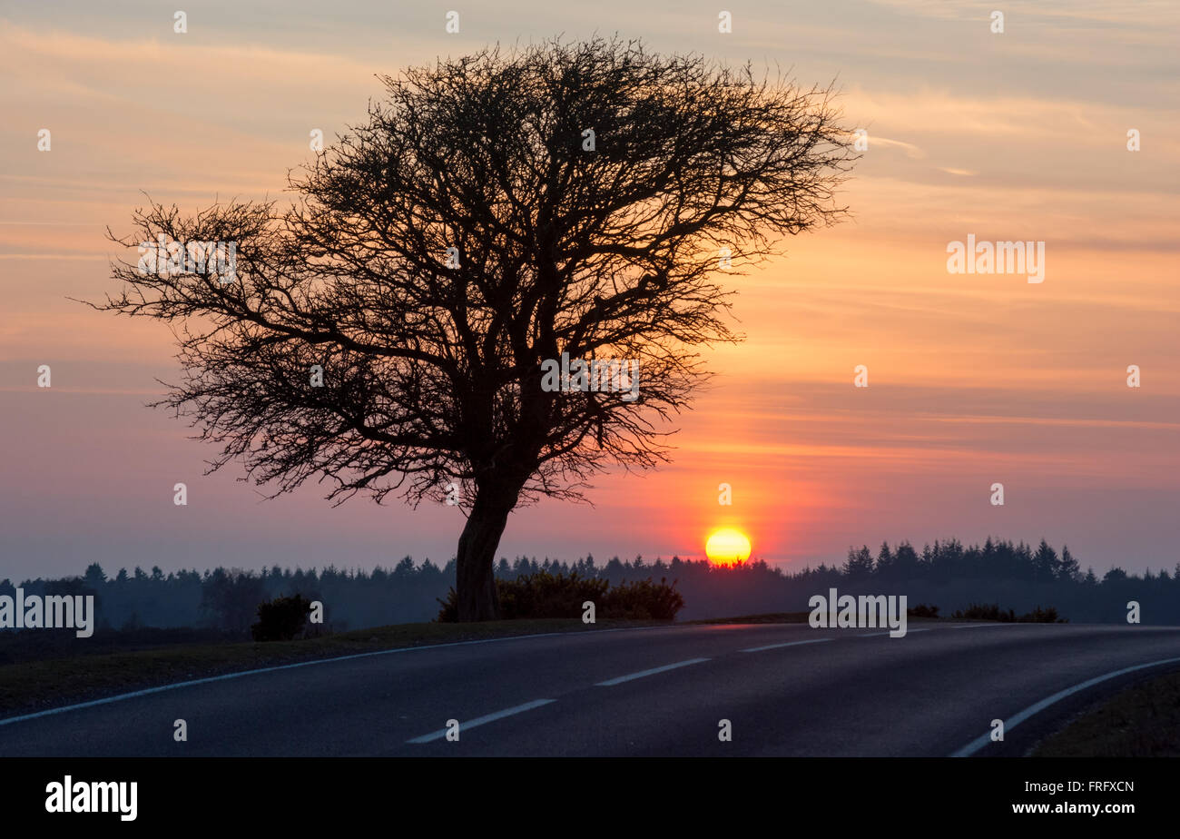 Roadside tree hi-res stock photography and images - Alamy