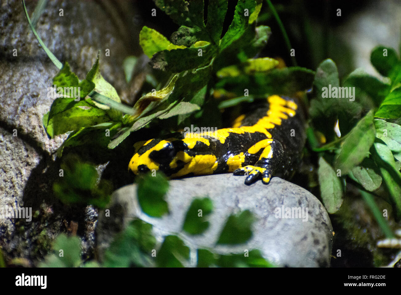 Gijon, Spain. 22nd March, 2016. Fire Salamander (Salamandra Salamandra ...