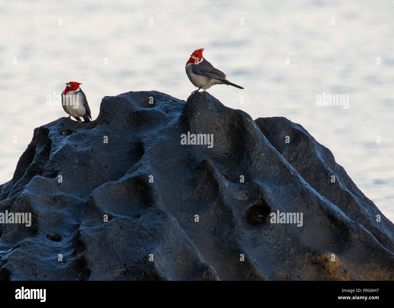 Hawaiian cardinal hi-res stock photography and images - Alamy