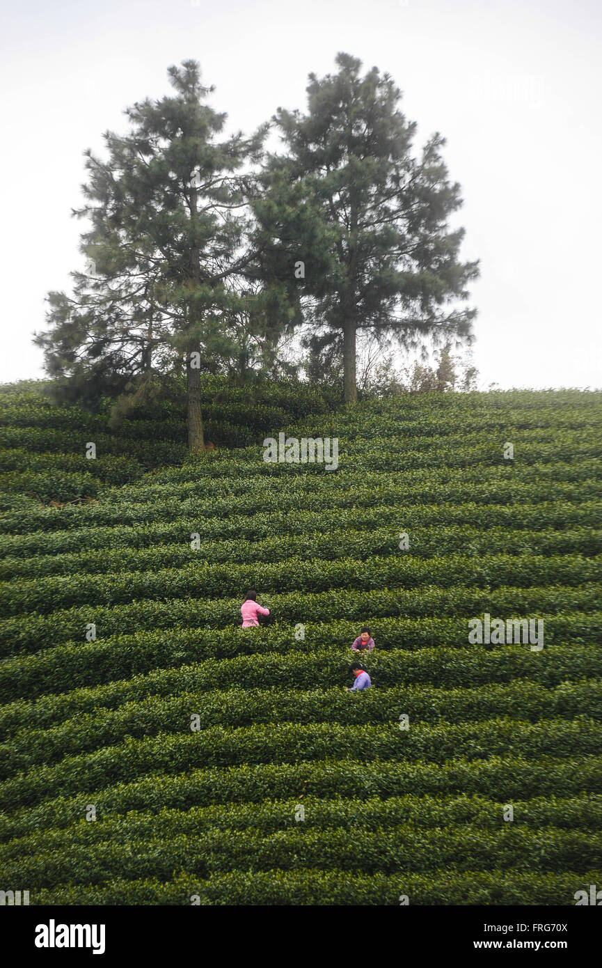 Anji, China's Zhejiang Province. 23rd Mar, 2016. Tea farmers pick up ...