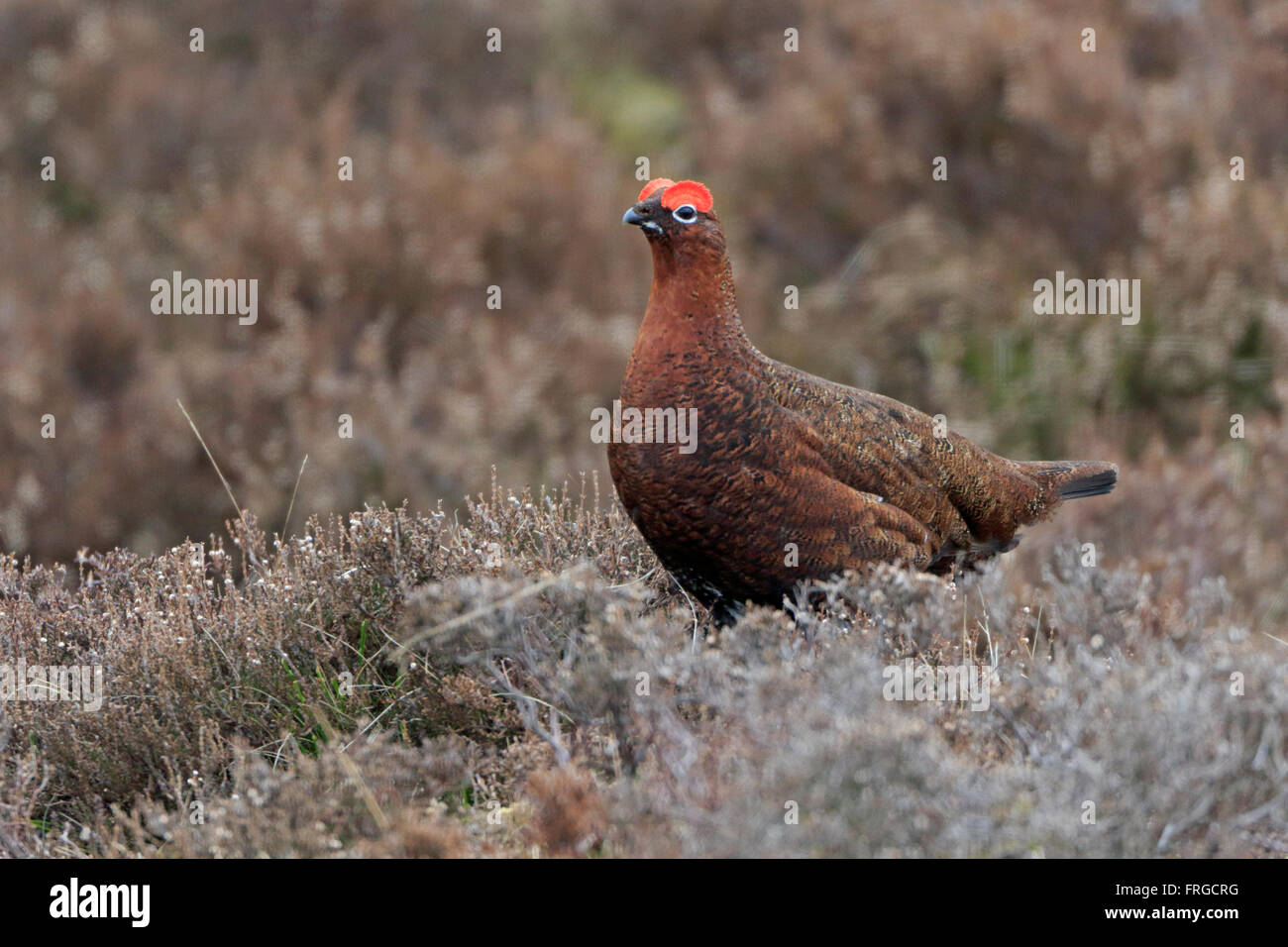 Male Red Grouse Stock Photo - Alamy