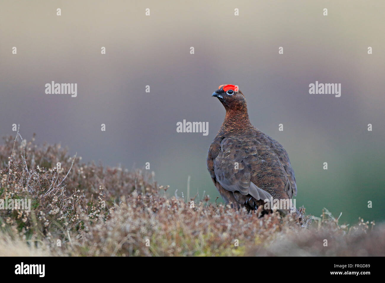 Male Red Grouse Stock Photo - Alamy