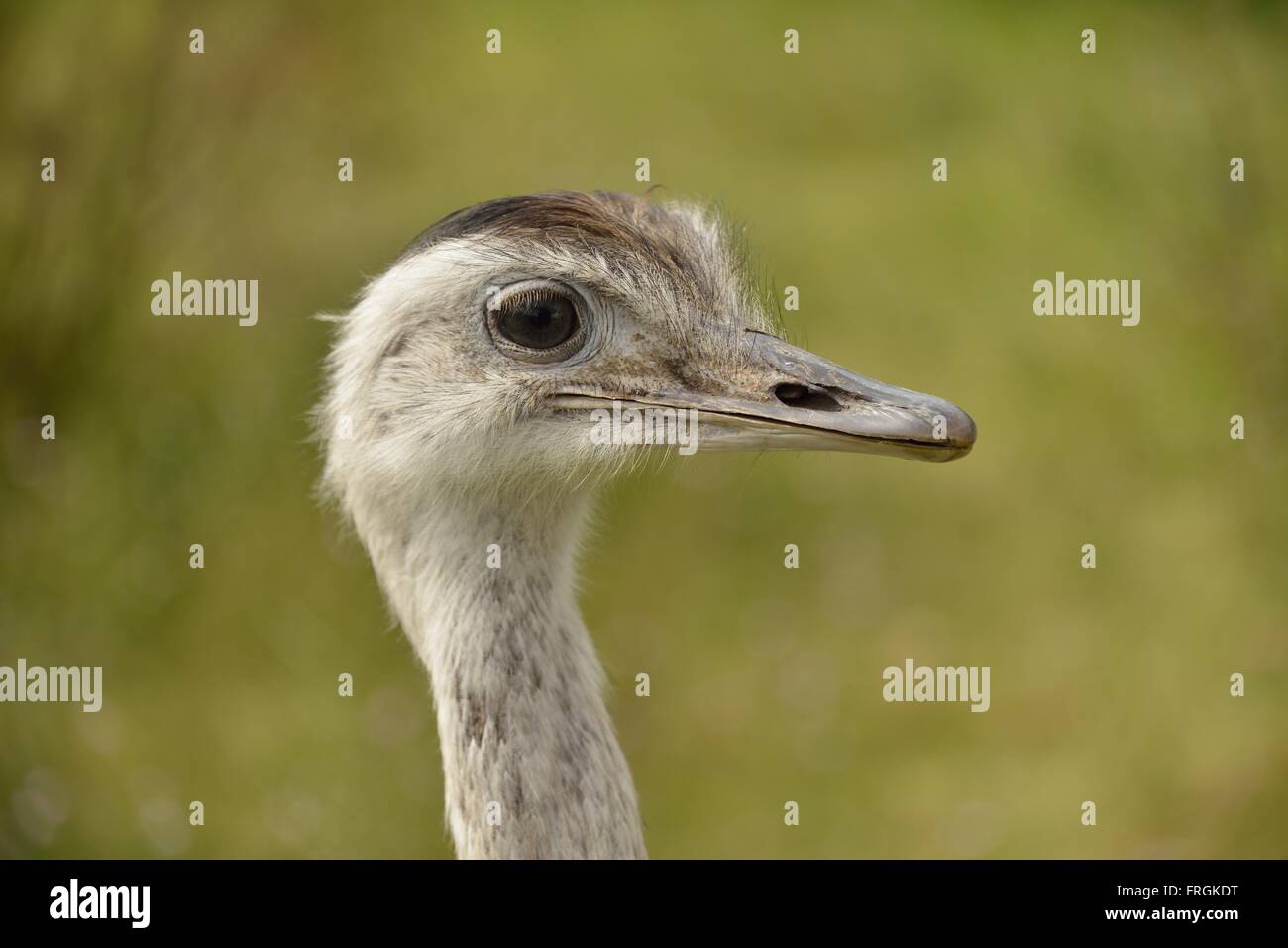 Rhea portrait. Shows just the head of the bird looking at the camera ...