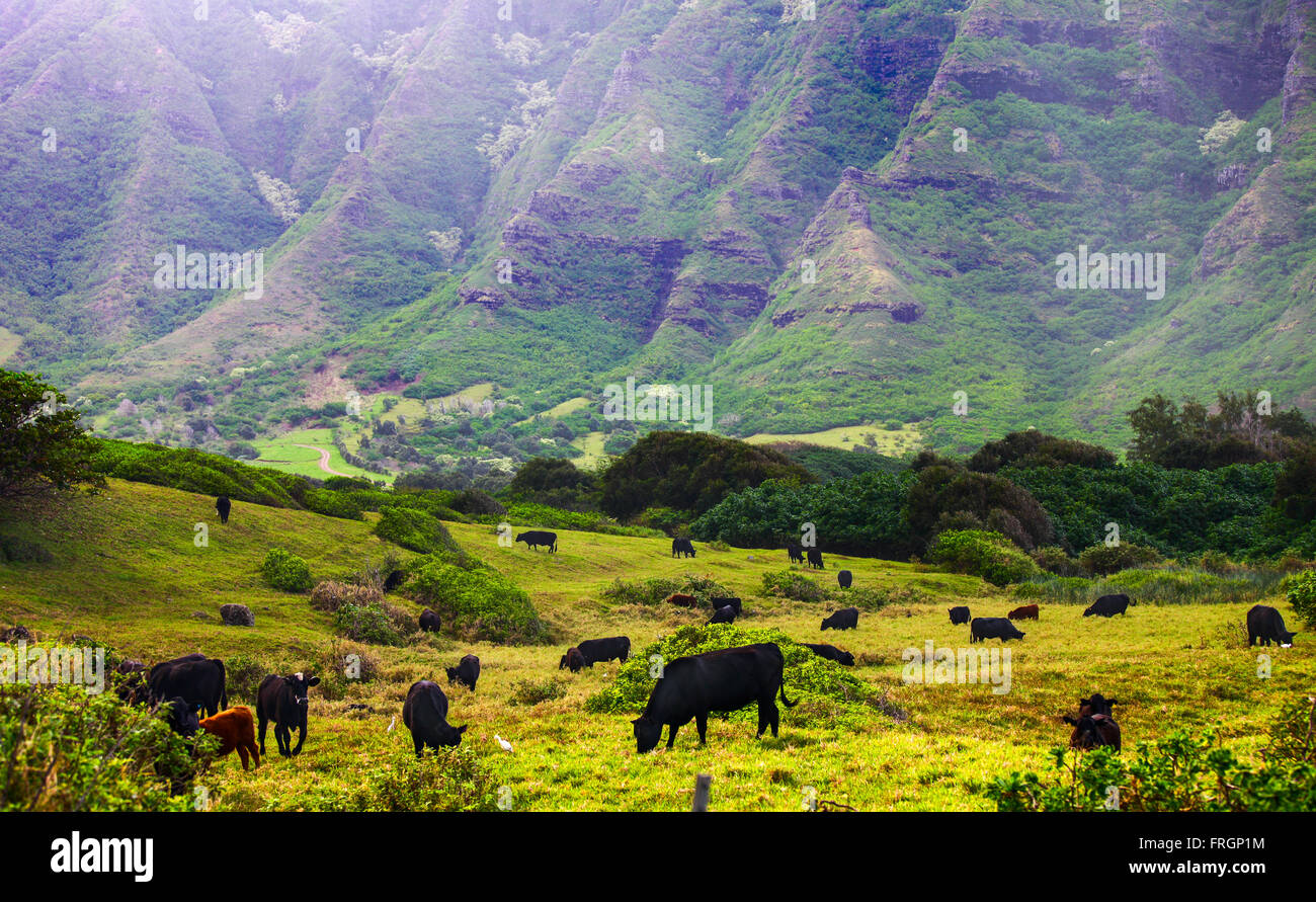 Ka’a’awa valley hi-res stock photography and images - Alamy
