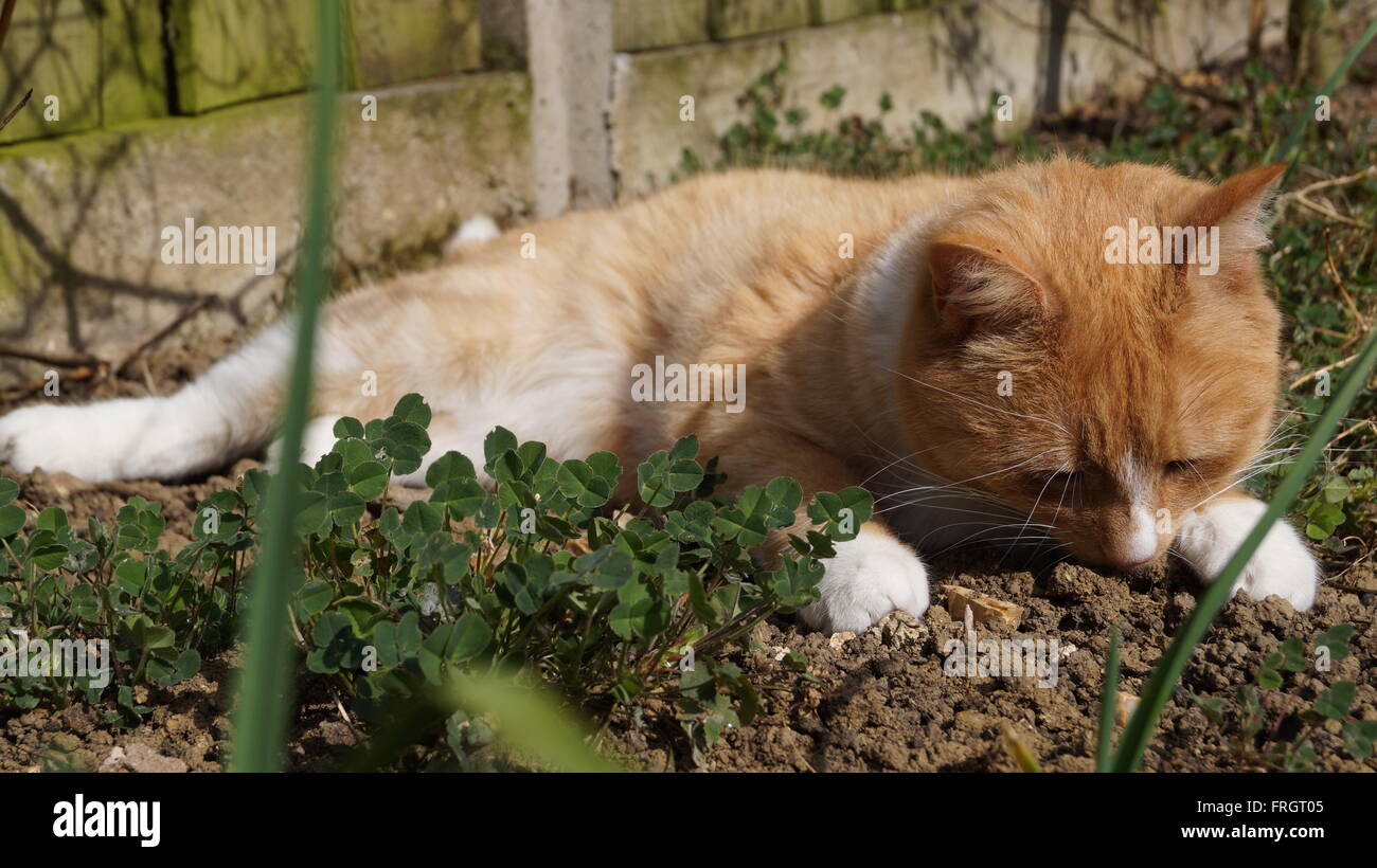 Cat smelling the ground for possible scent areas Stock Photo - Alamy