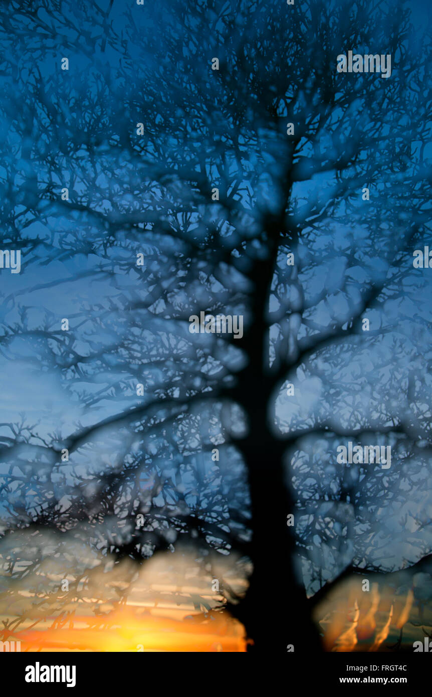 Oak tree at sunset using in camera multi exposure technique for an ...