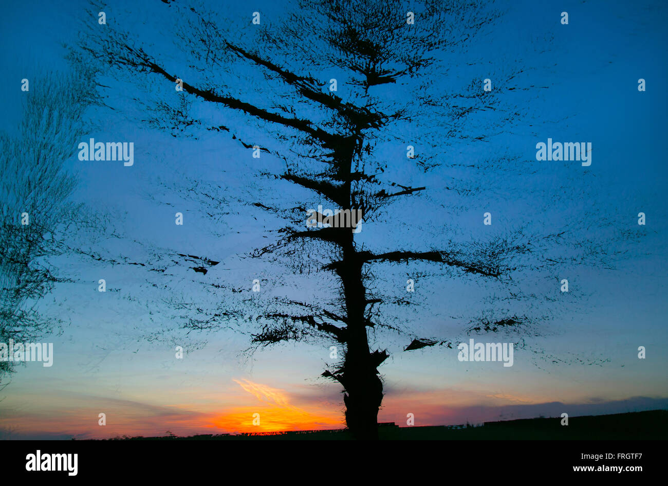 Oak tree at sunset using in camera multi exposure technique for an ...