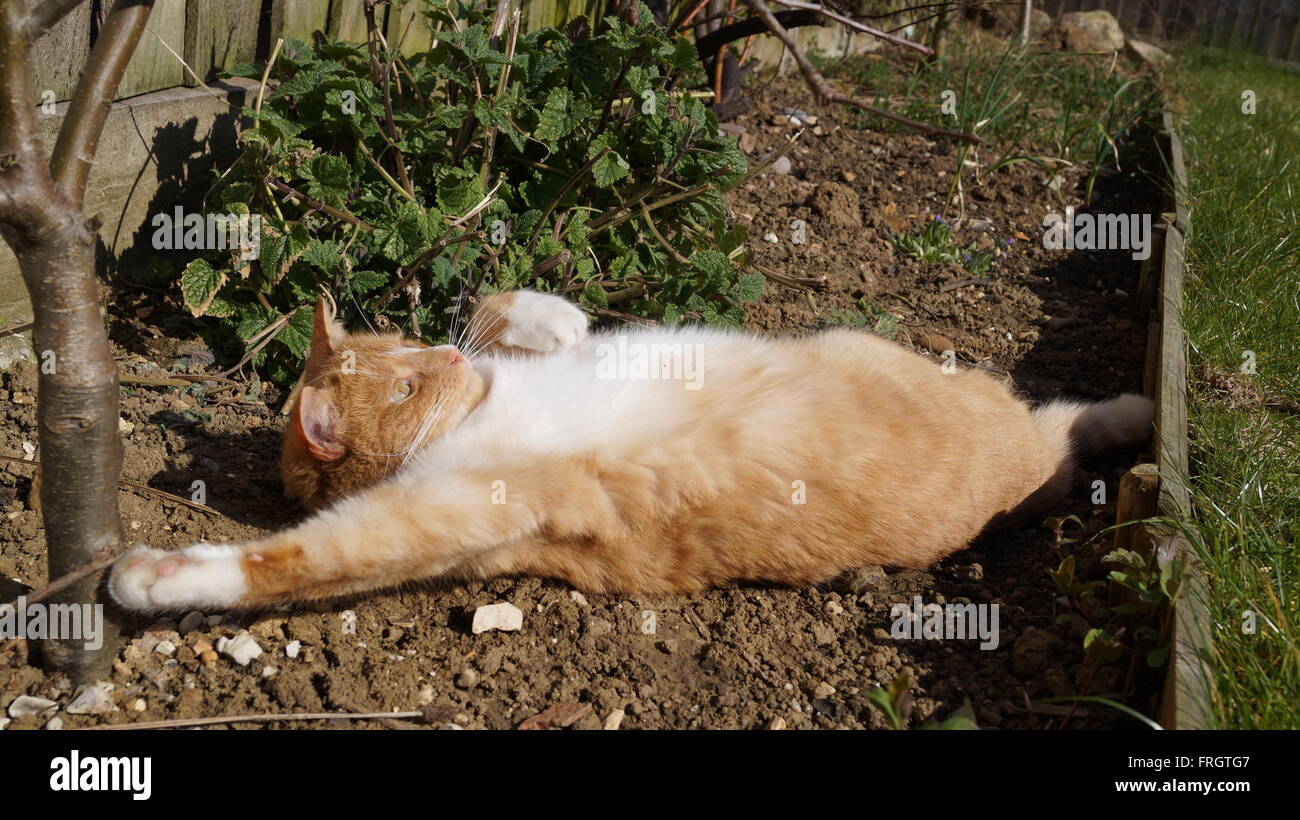 Cat stretched out on their back in the sunshine looking as if they are ...