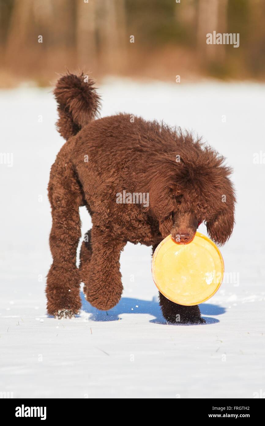 Standard poodle agility hi-res stock photography and images - Alamy