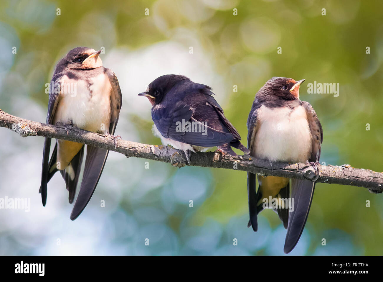 two, blue, bird, summer, swallow, swallows, spring, young, nature, sky ...