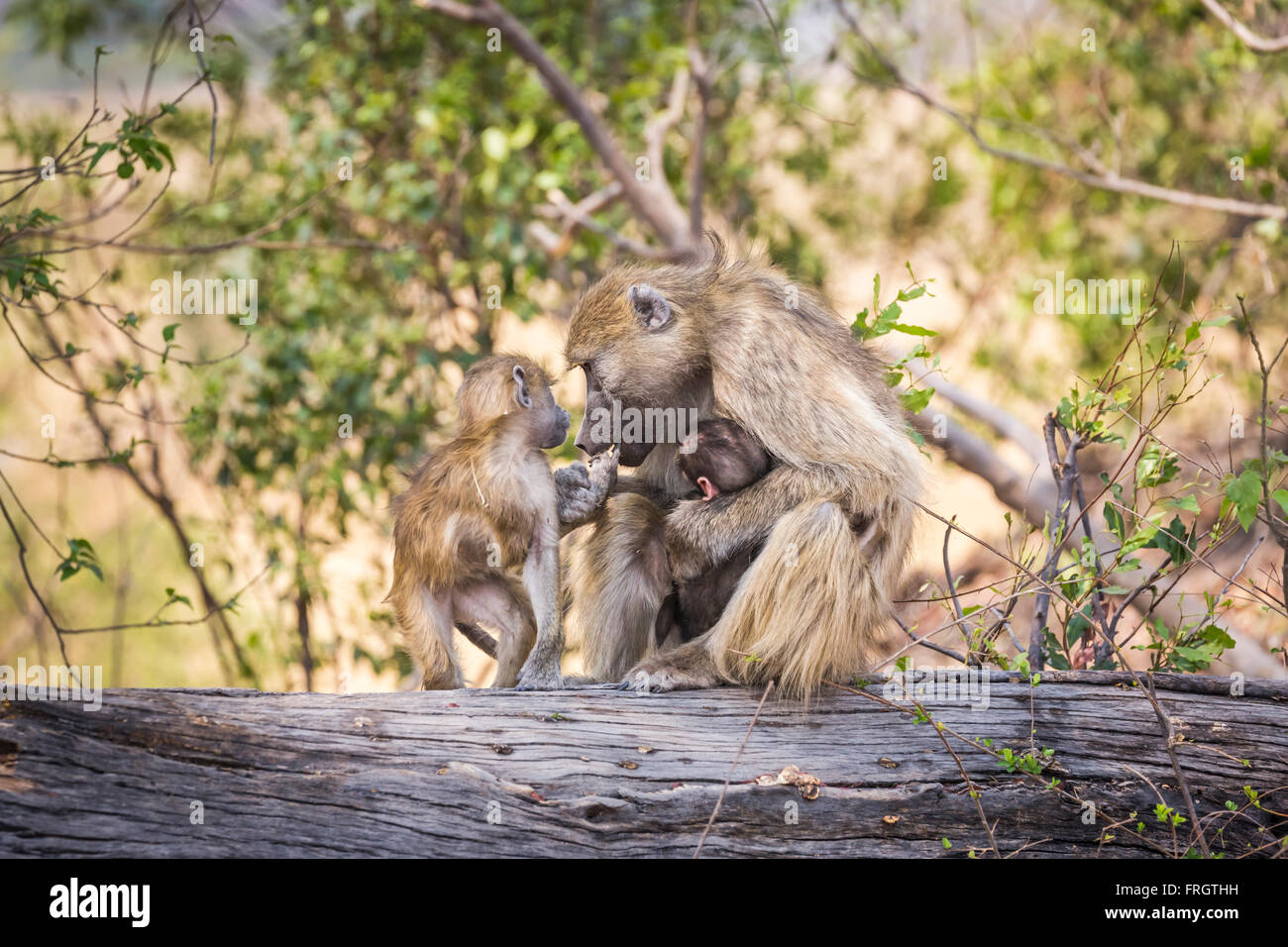 Chamca baboon (Papio ursinus) mother, baby and juvenile, Sandibe Camp ...