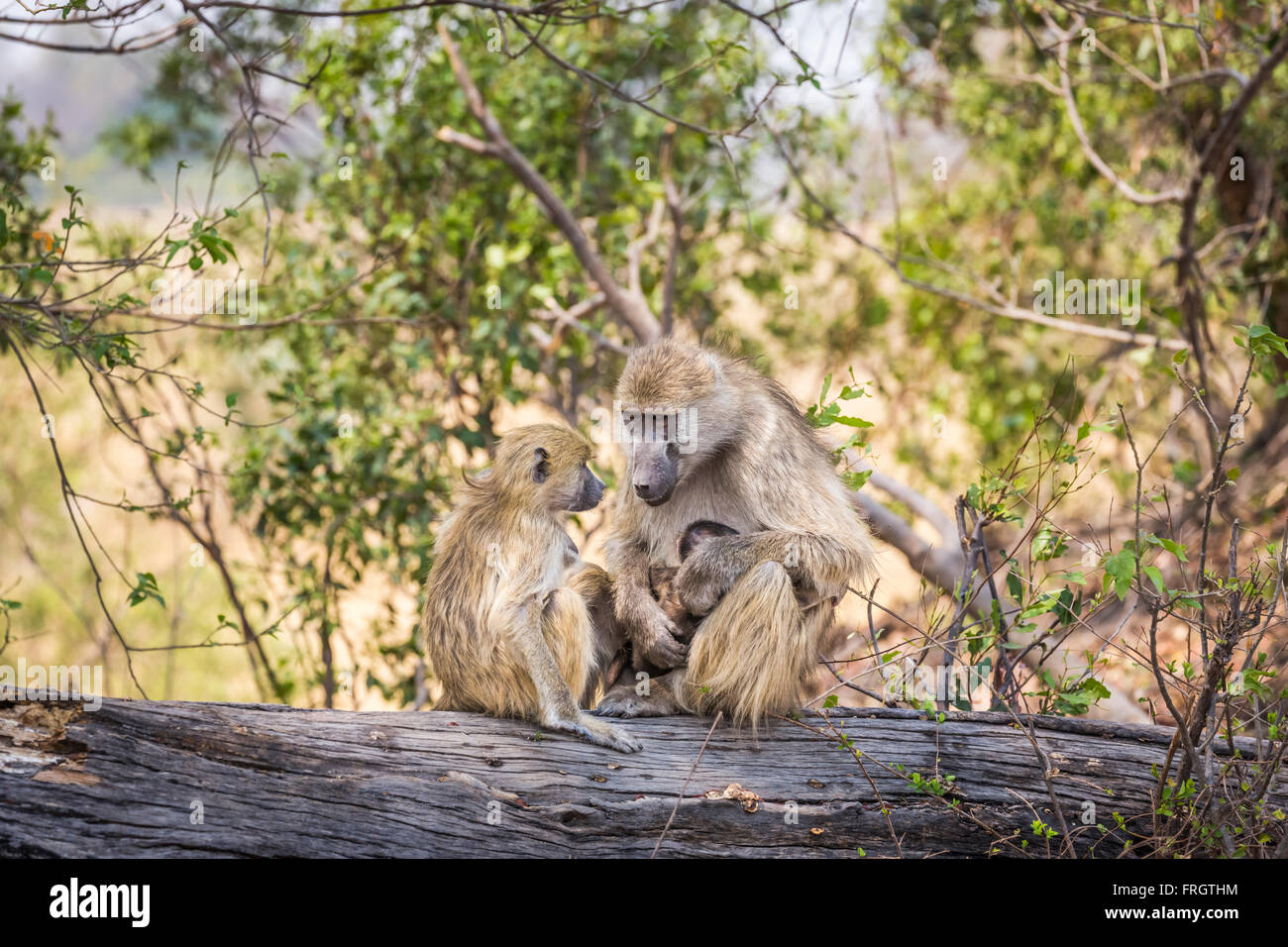 Chamca baboon (Papio ursinus) mother, baby and juvenile, Sandibe Camp ...