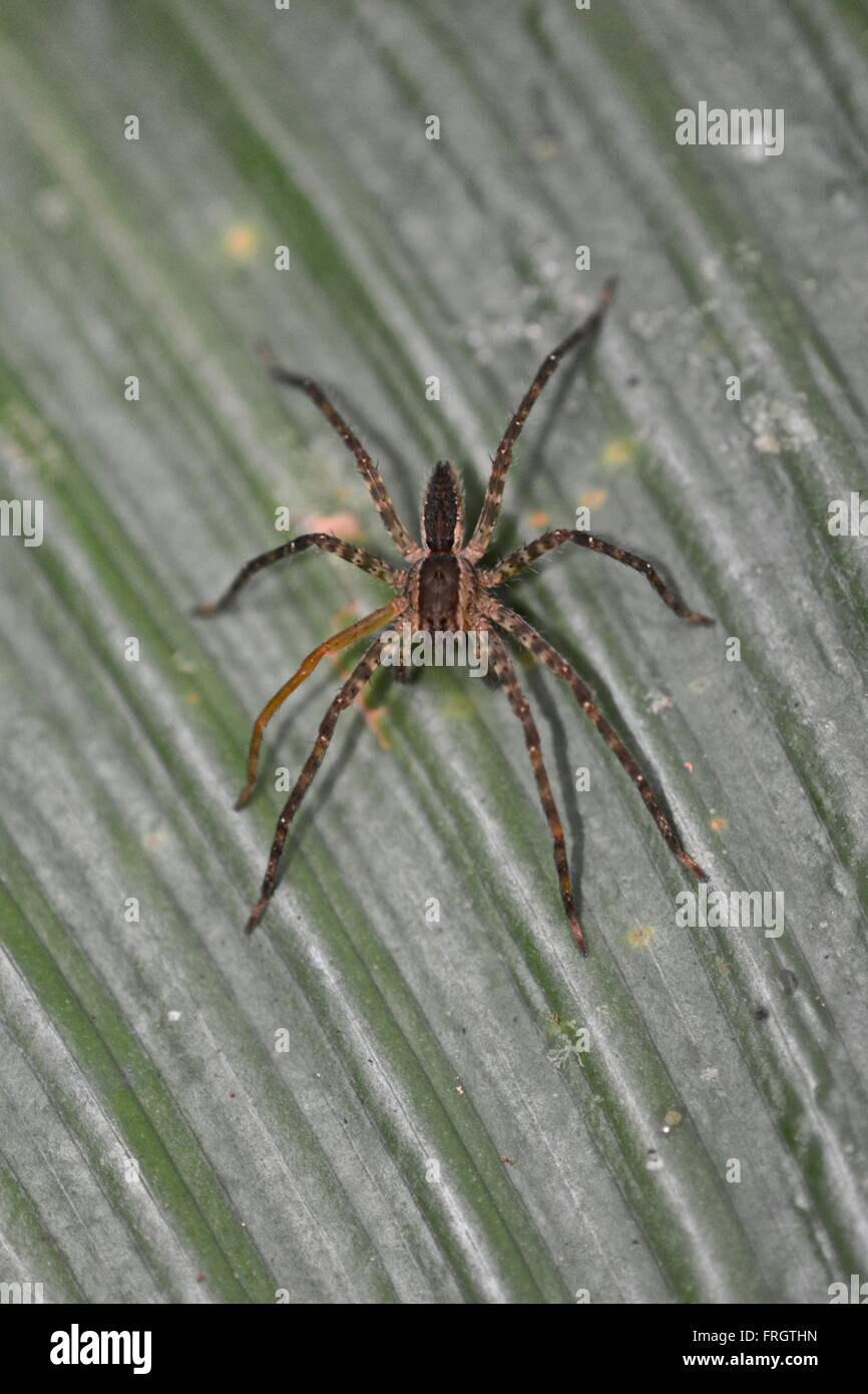 Wolf spider insect hi-res stock photography and images - Alamy