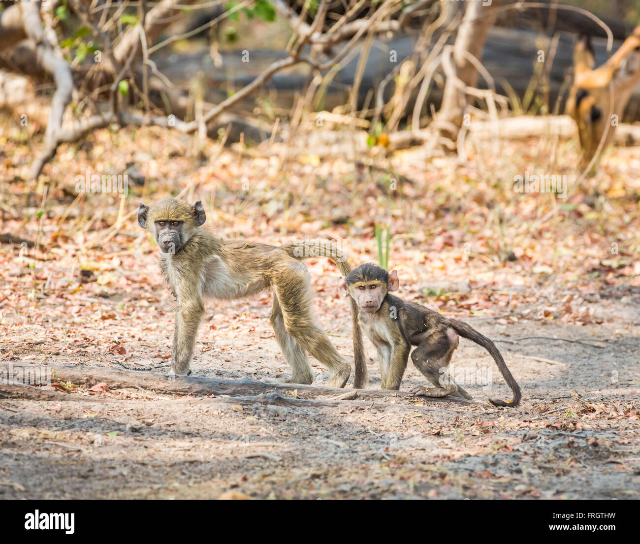 Chamca baboon hi-res stock photography and images - Alamy
