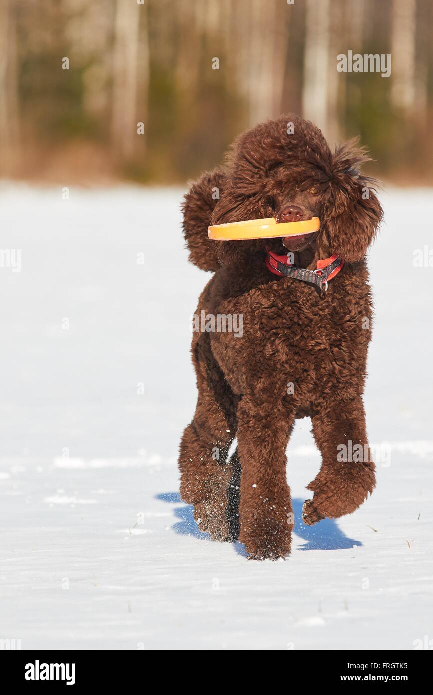 Poodle playing with a toy in winter Stock Photo - Alamy