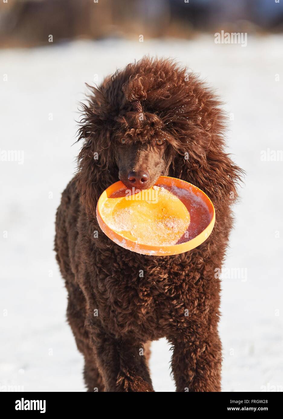 Standard poodle agility hi-res stock photography and images - Alamy