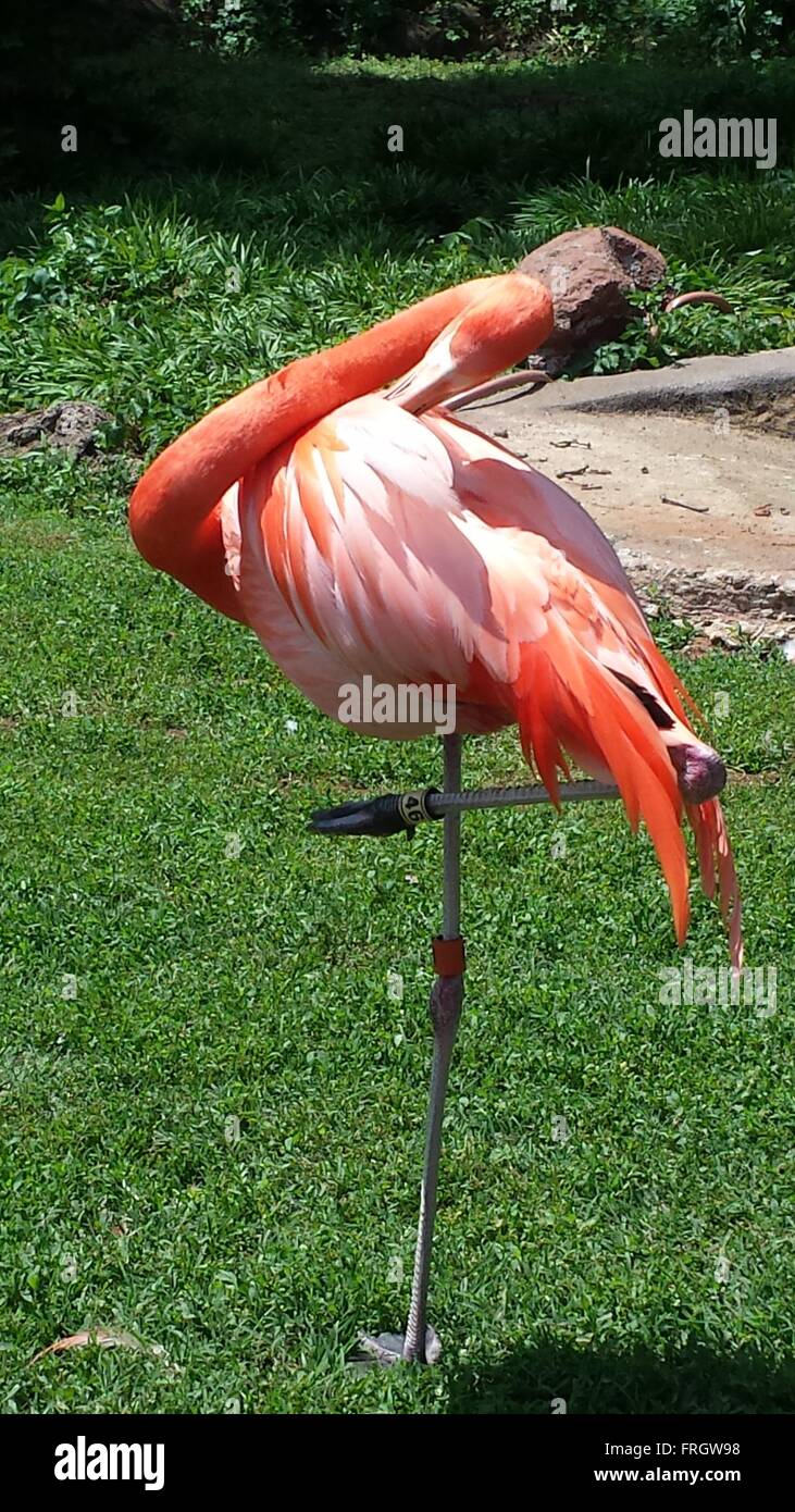 Flamingo at the zoo Stock Photo - Alamy