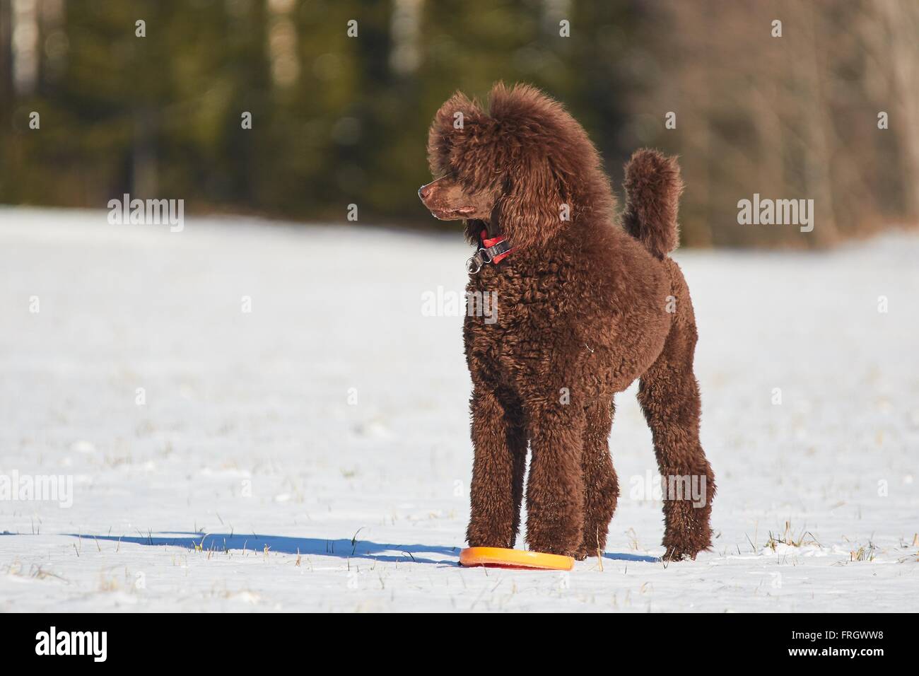 Standard poodle standing in the snow in winter with a toy Stock Photo ...