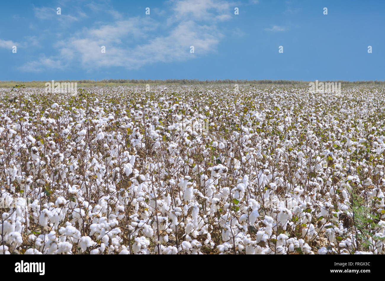 Cotton Plantation Diagram