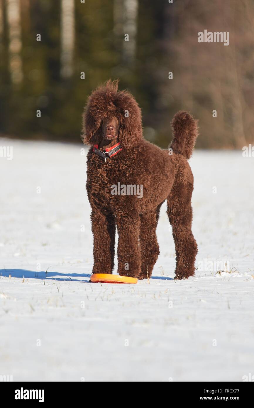Standard poodle agility hi-res stock photography and images - Alamy
