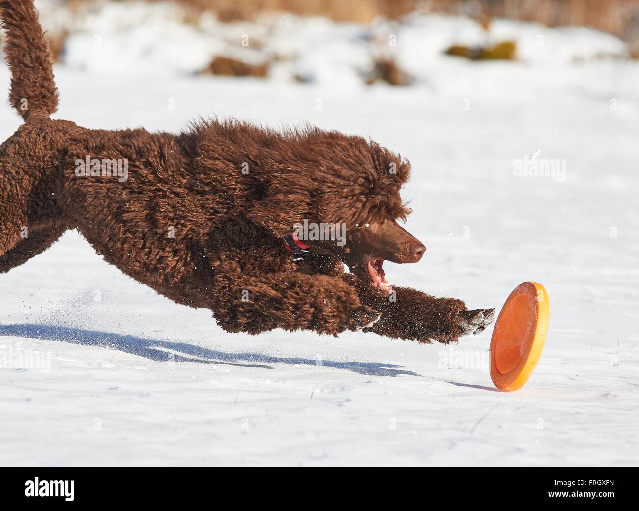 Poodle catching a frisbee on the ground in winter Stock Photo - Alamy