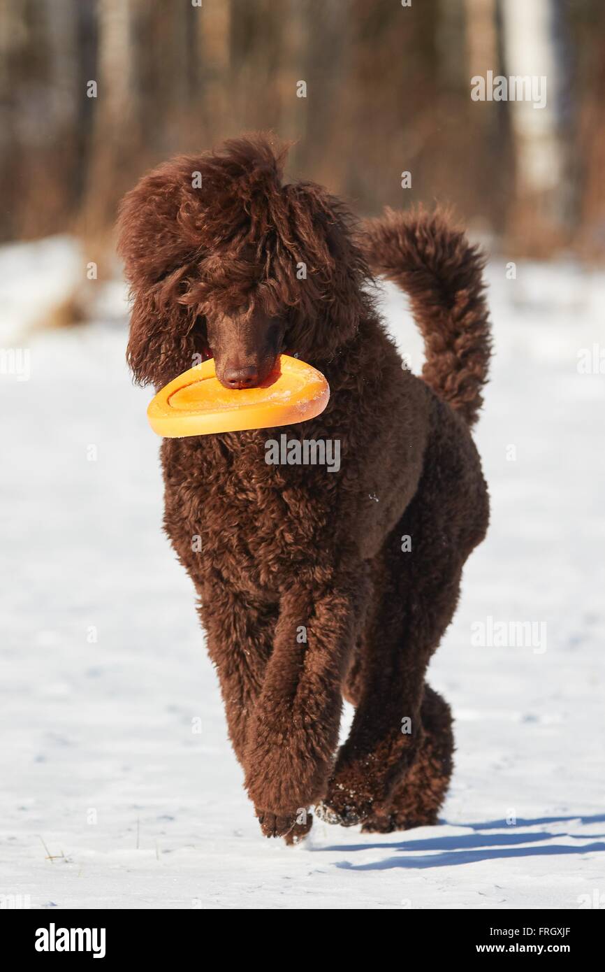 Poodle walking in the snowy field in winter Stock Photo - Alamy