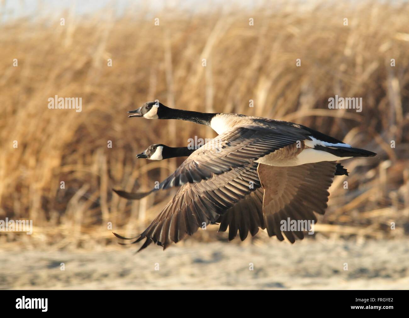 Wild Canadian geese flying in winter at Seedskadee National Wildlife ...